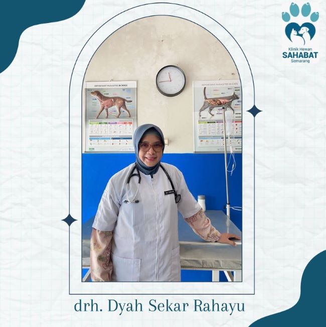 10 Dokter Hewan Semarang Panggilan, Rating Tertinggi dan Buka Sekarang ...